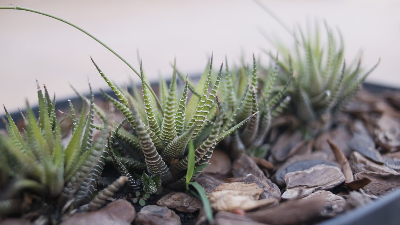 Discover the Fascinating World of Cactus Plants
